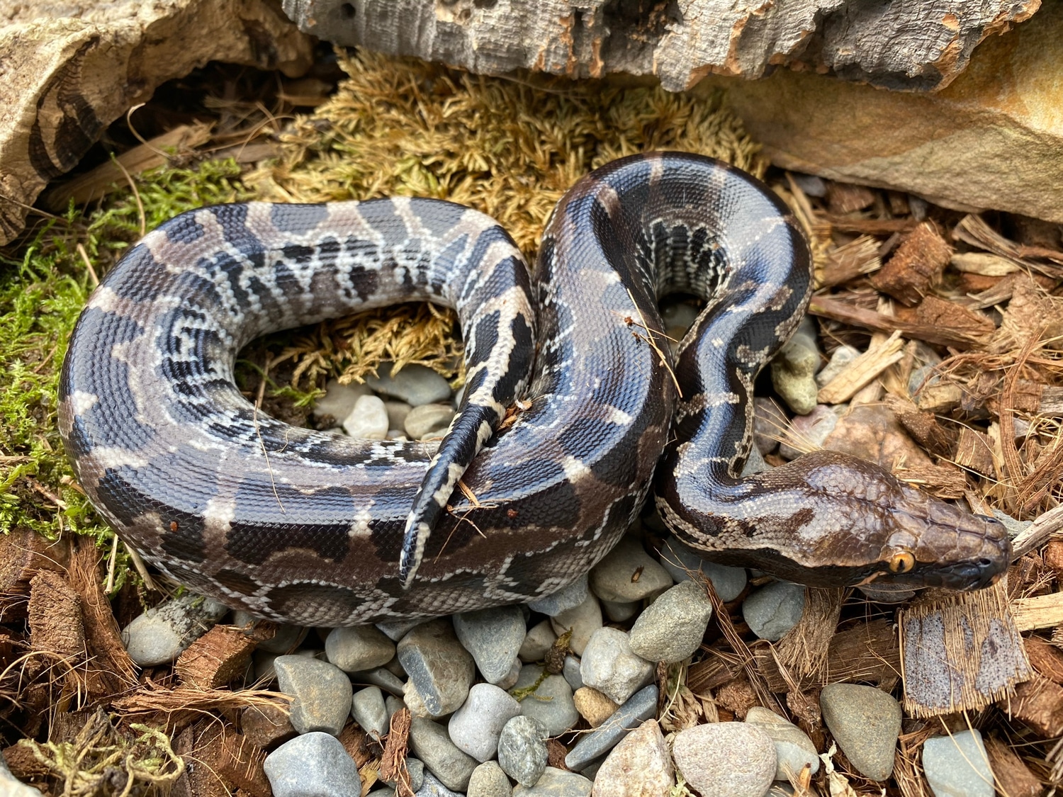 2020 Sumatran Short-tailed Python by Hardin Herpetologica - MorphMarket
