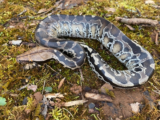 2020 Sumatran Short-tailed Python Sumatran Short-Tailed Python by ...
