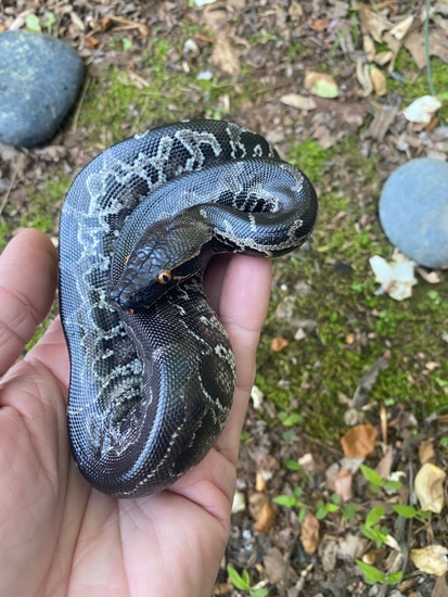 2020 Sumatran Short-tailed Python Sumatran Short-Tailed Python by ...