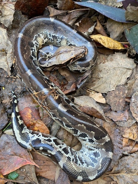 2020 Sumatran Short-tailed Python by Hardin Herpetologica - MorphMarket