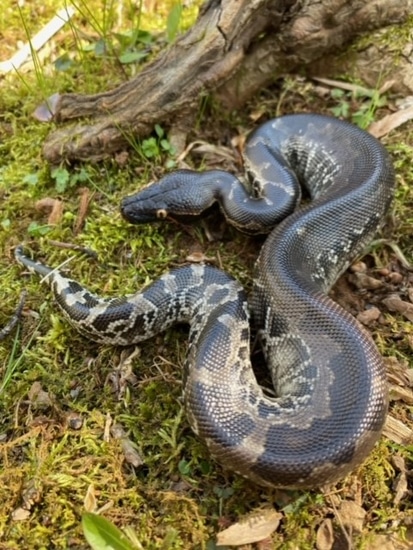 2021 SSTP Sumatran Short-Tailed Python by Hardin Herpetologica
