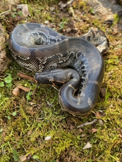 2021 SSTP Sumatran Short-Tailed Python by Hardin Herpetologica
