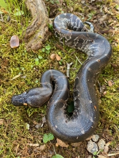 2021 SSTP Sumatran Short-Tailed Python by Hardin Herpetologica