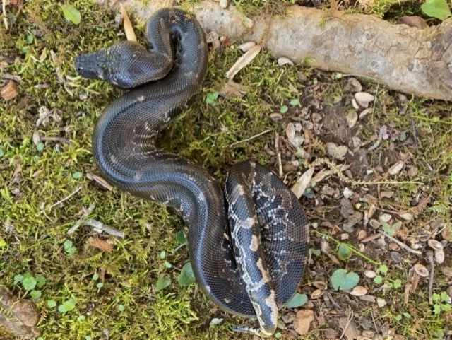 2021 Sstp Sumatran Short-tailed Python by Hardin Herpetologica ...