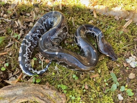 2021 SSTP Sumatran Short-Tailed Python by Hardin Herpetologica
