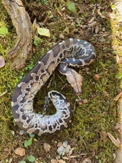 2021 Sstp Sumatran Short-Tailed Python by Hardin Herpetologica