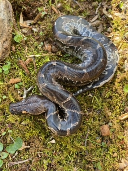 2021 SSTP Sumatran Short-Tailed Python by Hardin Herpetologica