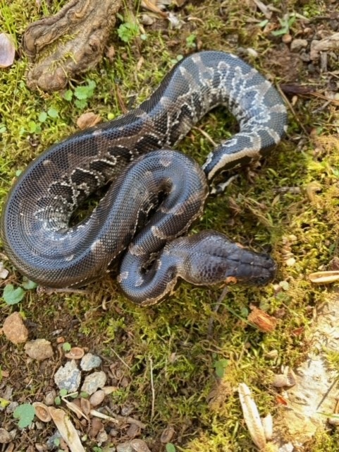 2021 Sstp Sumatran Short-tailed Python by Hardin Herpetologica ...