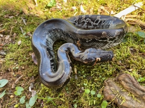 2021 Sstp Sumatran Short-Tailed Python by Hardin Herpetologica