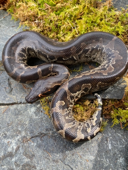 2021 SSTP Sumatran Short-Tailed Python by Hardin Herpetologica