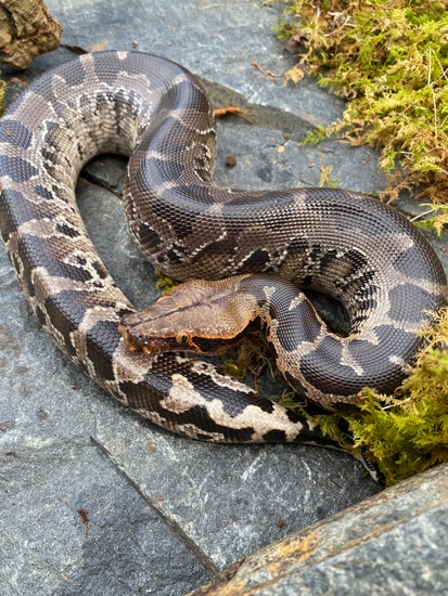 2021 SSTP Sumatran Short-Tailed Python by Hardin Herpetologica