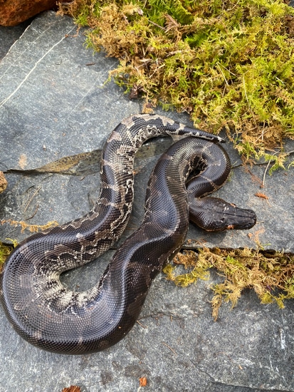 2021 SSTP Sumatran Short-Tailed Python by Hardin Herpetologica