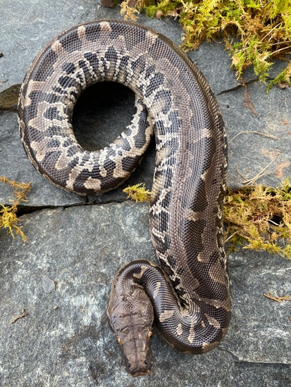 2021 Sstp Sumatran Short-Tailed Python by Hardin Herpetologica
