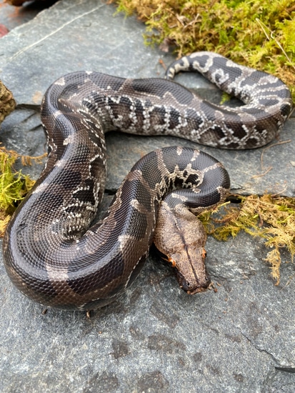 2021 SSTP Sumatran Short-Tailed Python by Hardin Herpetologica