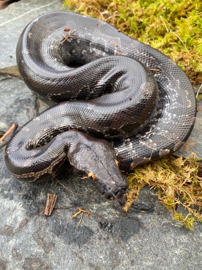2021 SSTP Sumatran Short-Tailed Python by Hardin Herpetologica