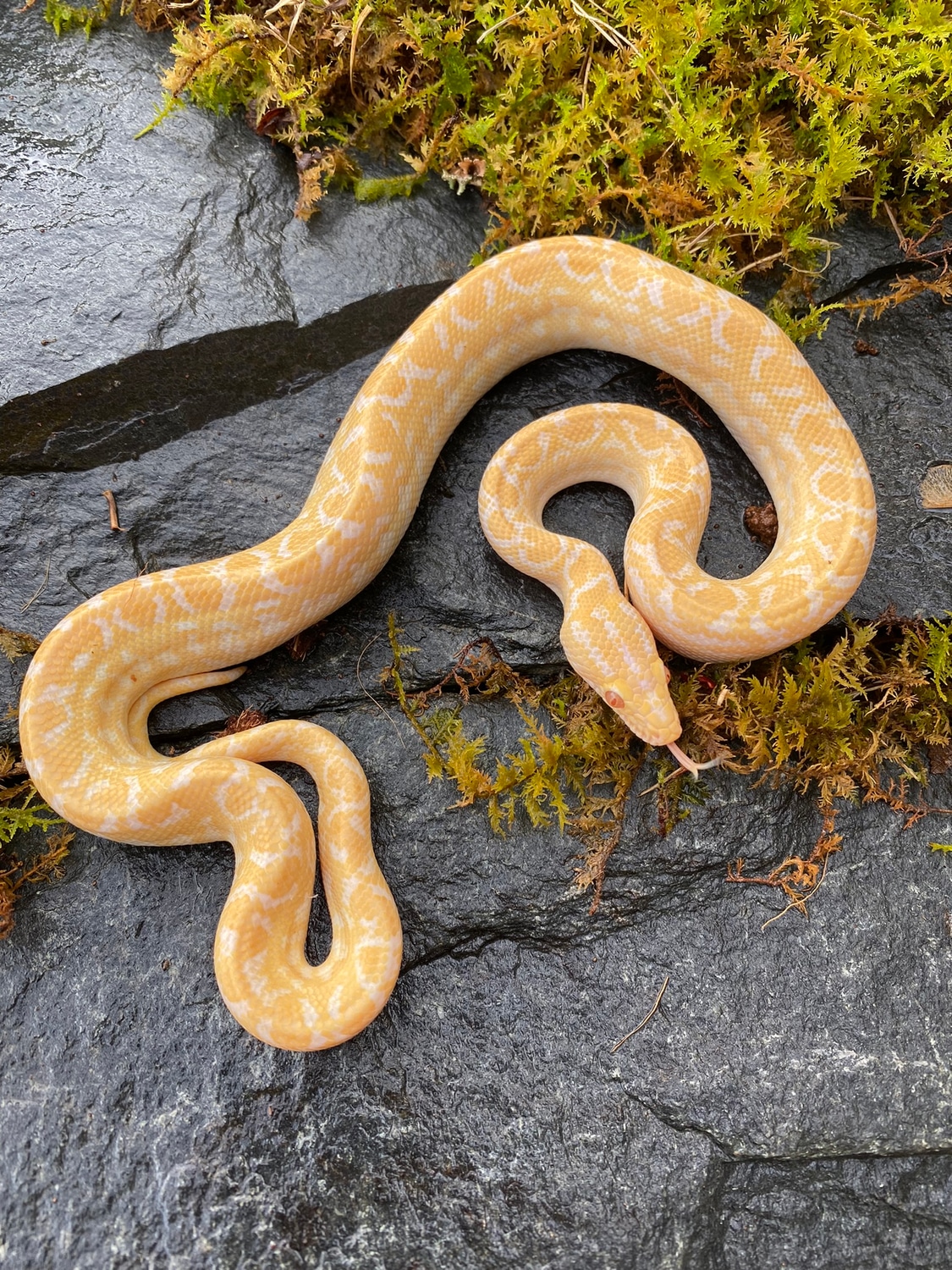 2021 T- Albino CRB Colombian Rainbow Boa by Hardin Herpetologica ...