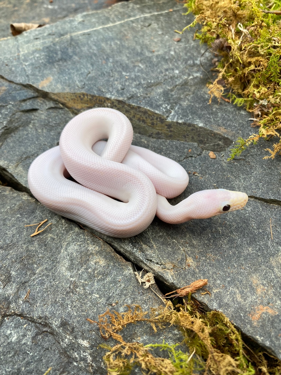 2022 Leucistic Black-eyed Colombian Rainbow Boa by Hardin Herpetologica ...