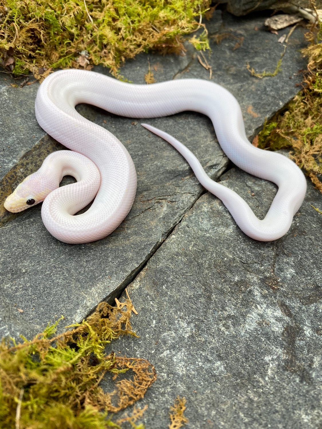 2022 Leucistic Black-eyed Colombian Rainbow Boa by Hardin Herpetologica ...