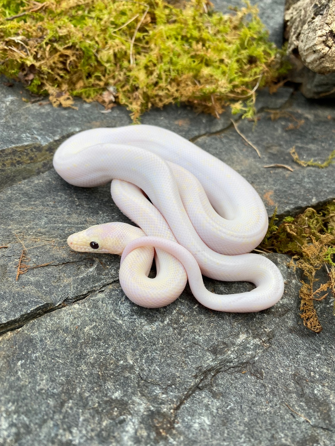 2022 Leucistic Black-eyed Colombian Rainbow Boa by Hardin Herpetologica ...