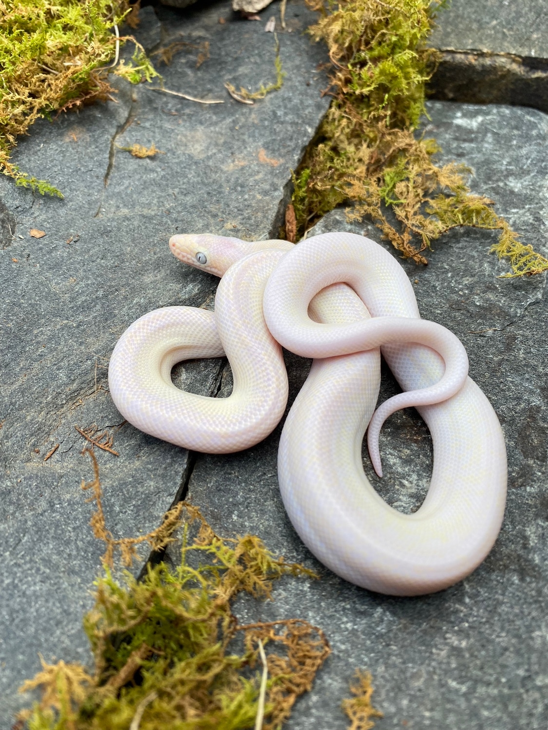 2022 Leucistic Blue-eyed Colombian Rainbow Boa by Hardin Herpetologica ...