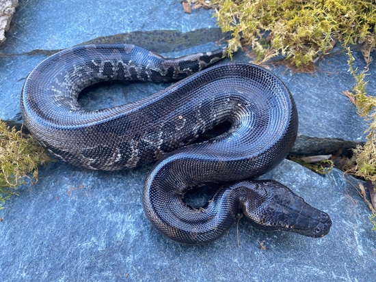 Sumatran Short-tailed Python Sumatran Short-Tailed Python by Hardin ...