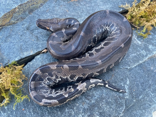 Sumatran Short-tailed Python Sumatran Short-Tailed Python by Hardin ...