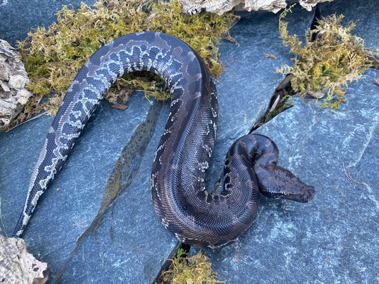 Sumatran Short-tailed Python Sumatran Short-Tailed Python by Hardin ...