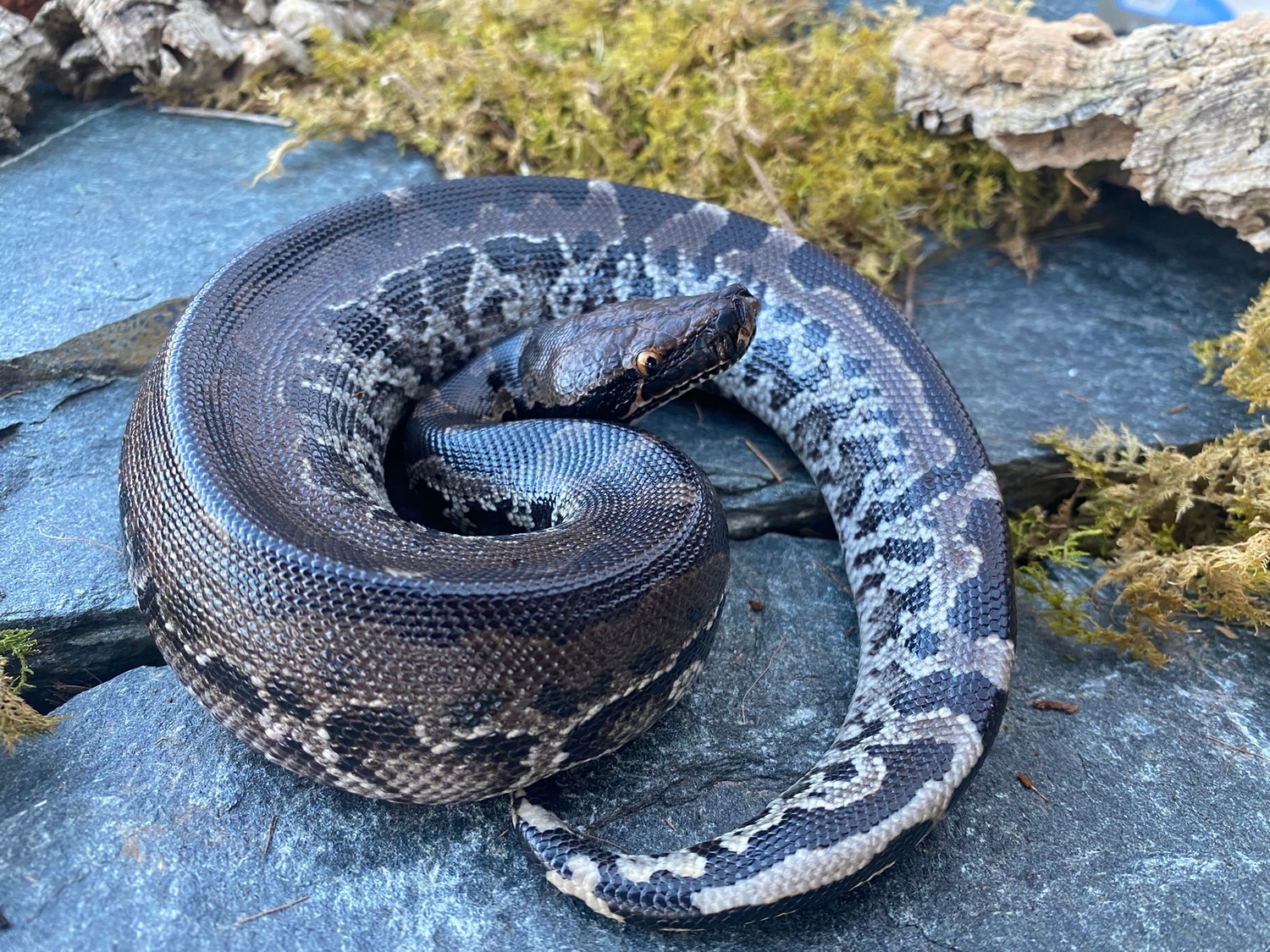 Sumatran Short-tailed Python by Hardin Herpetologica - MorphMarket