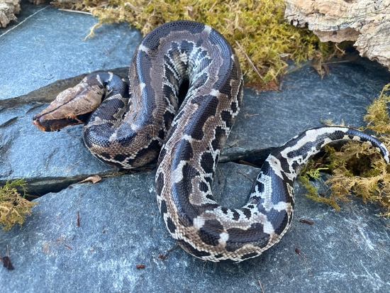 Sumatran Short-tailed Python Sumatran Short-Tailed Python by Hardin ...