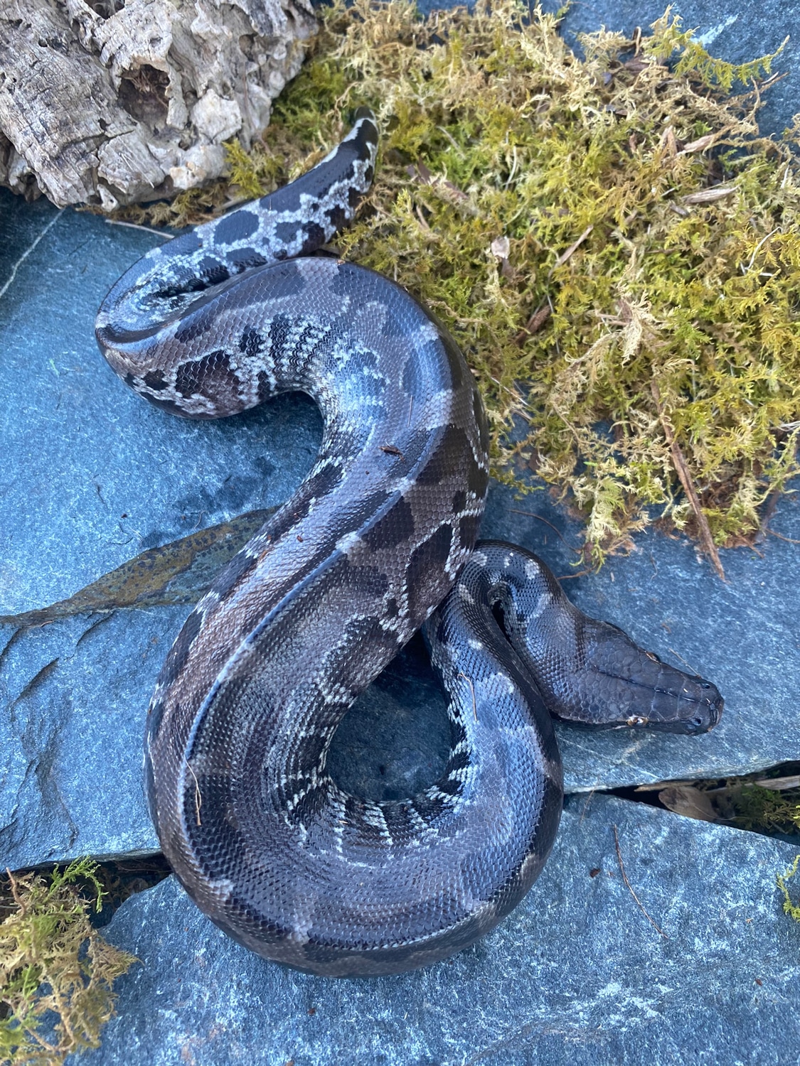 Sumatran Short-tailed Python by Hardin Herpetologica - MorphMarket