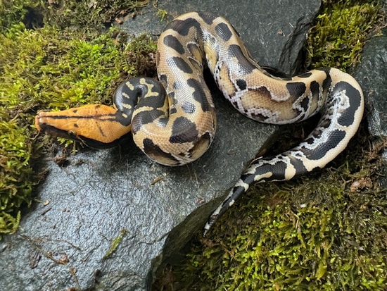2023 Pumpkin-headed SSTP Sumatran Short-Tailed Python by Hardin ...