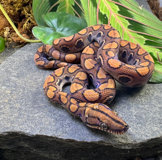 2024 Brazilian Rainbow Boa by Hardin Herpetologica