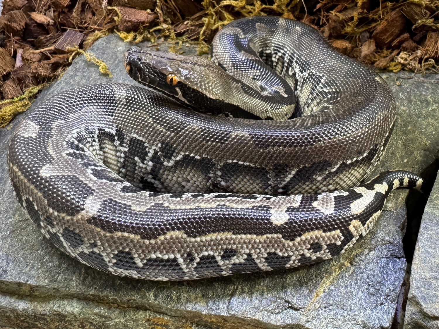 2024 Sumatran Short-tailed Python