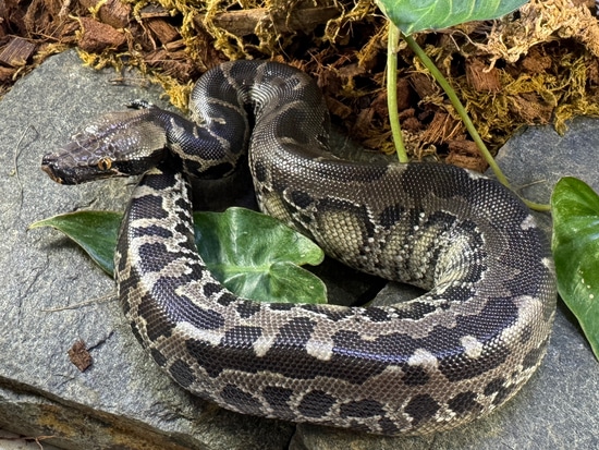 2024 Sumatran Short-tailed Python Sumatran Short-Tailed Python by ...