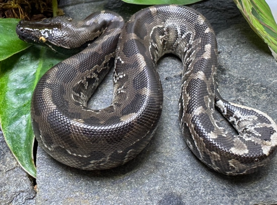2024 Sumatran Short-tailed Python Sumatran Short-Tailed Python by ...