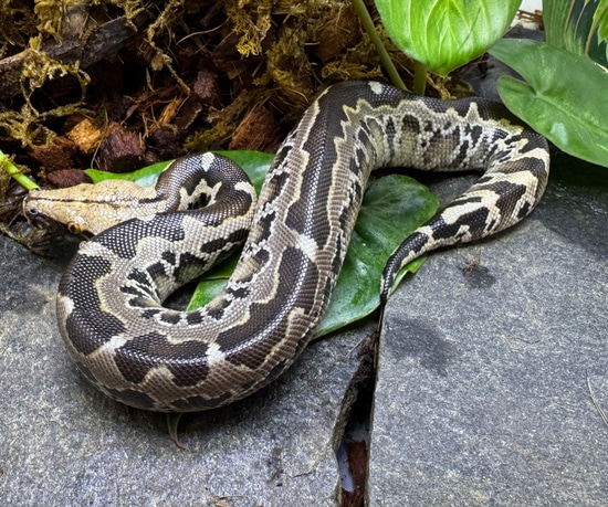 2024 Sumatran Short-tailed Python Sumatran Short-Tailed Python by ...