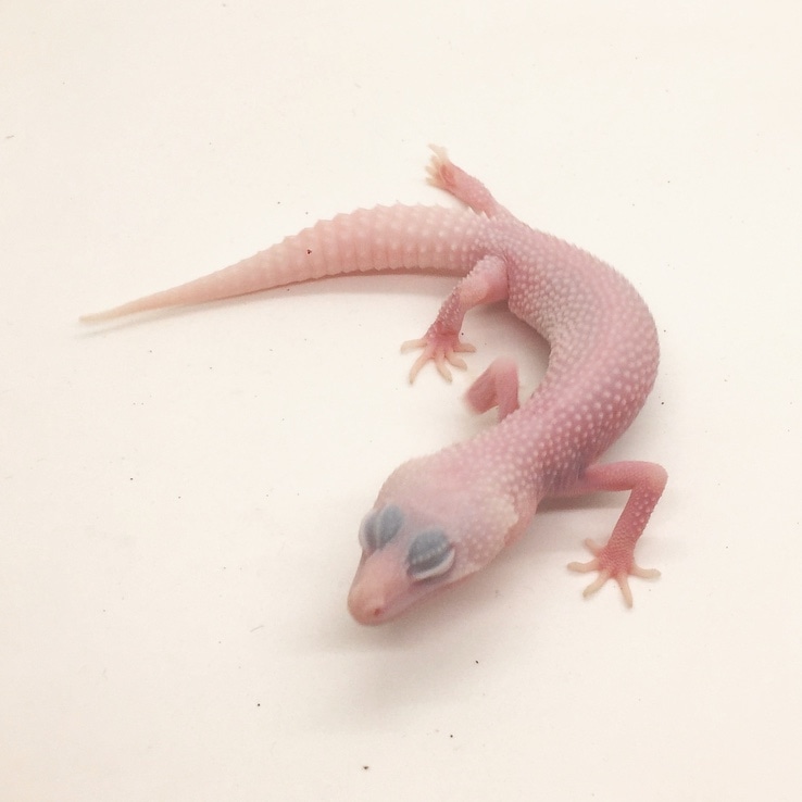 TSF Snow Diablo Blanco Leopard Gecko by Hard Rock Leppard Geckos ...