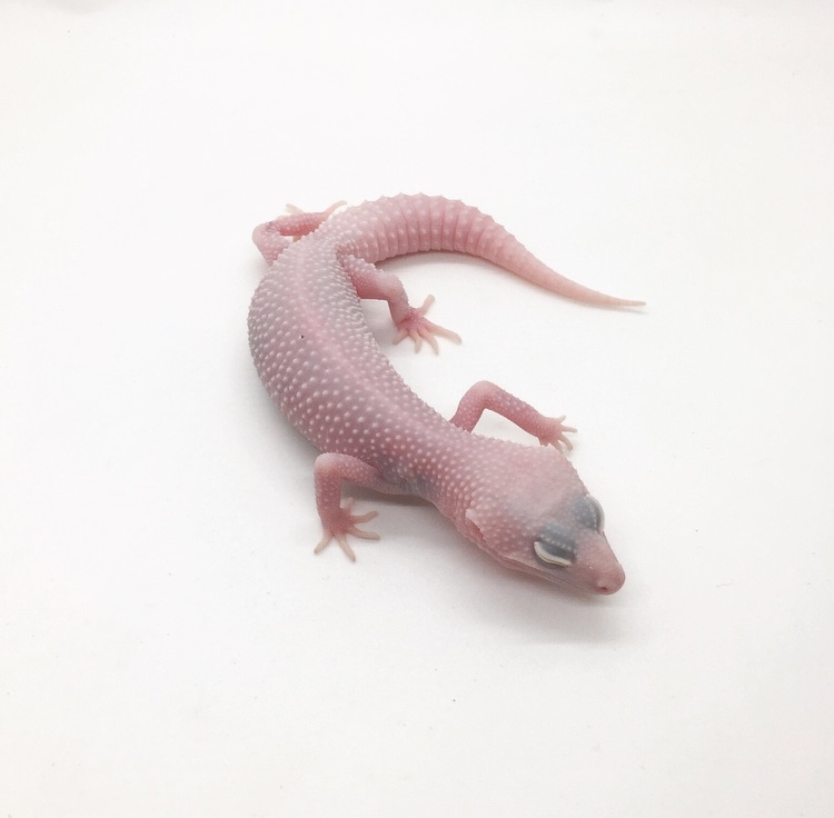 Snow Diablo Blanco Leopard Gecko by Hard Rock Leppard Geckos - MorphMarket