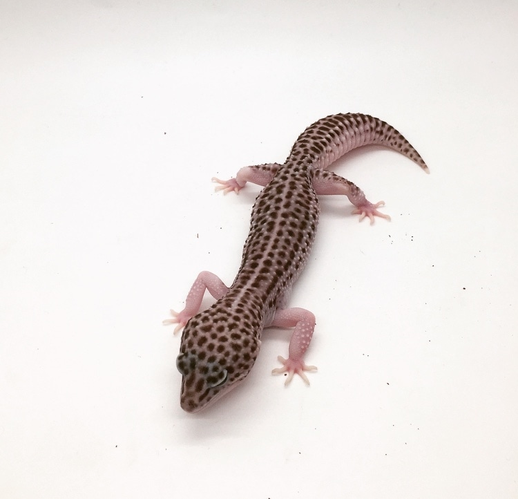 Super Snow Leopard Gecko by Hard Rock Leppard Geckos - MorphMarket