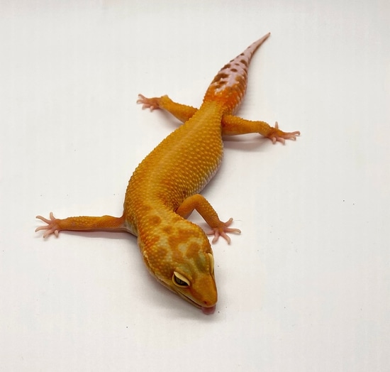 Magma Lava Rainwater Leopard Gecko by Hard Rock Leppard Geckos