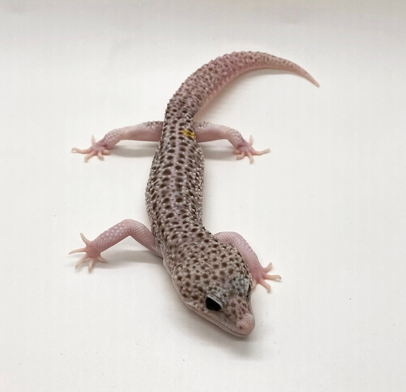 Super Snow Eclipse Leopard Gecko by Hard Rock Leppard Geckos - MorphMarket