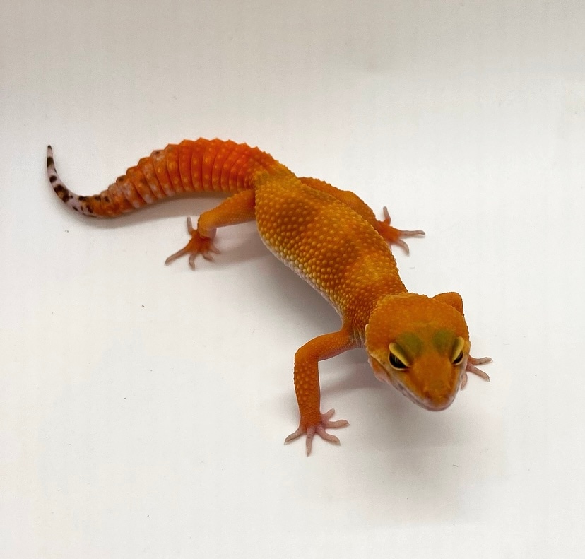 Tangerine Tornado Leopard Gecko by Hard Rock Leppard Geckos - MorphMarket