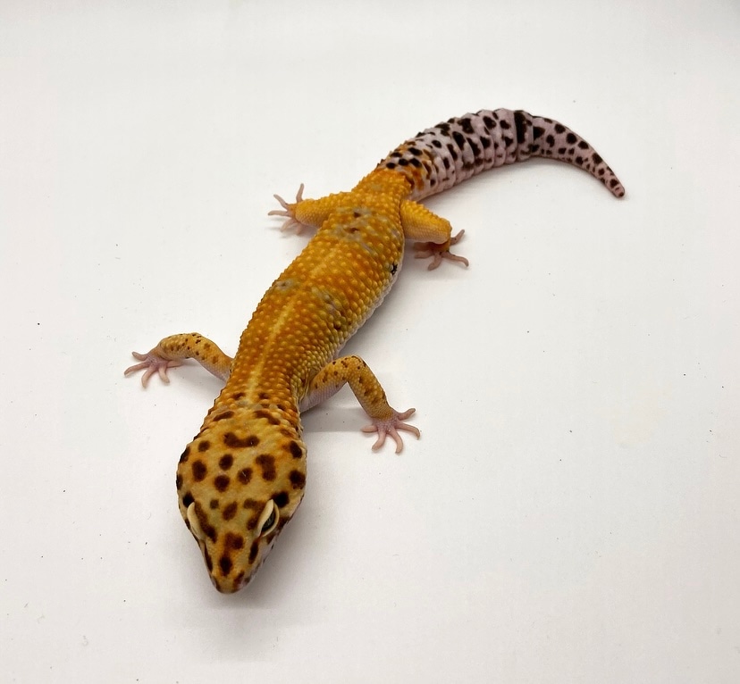 Inferno Clown Leopard Gecko by Hard Rock Leppard Geckos - MorphMarket