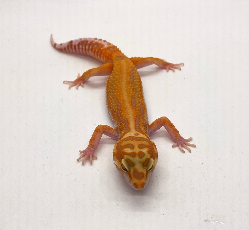 Red Diamond Tangerine Tremper Leopard Gecko by Hard Rock Leppard Geckos ...