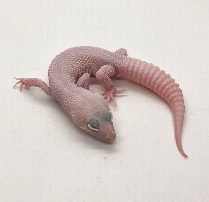 Diablo Blanco Leopard Gecko by Hard Rock Leppard Geckos - MorphMarket