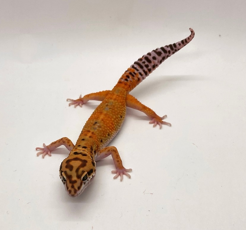 Tangerine Inferno-Clown Leopard Gecko by Hard Rock Leppard Geckos ...