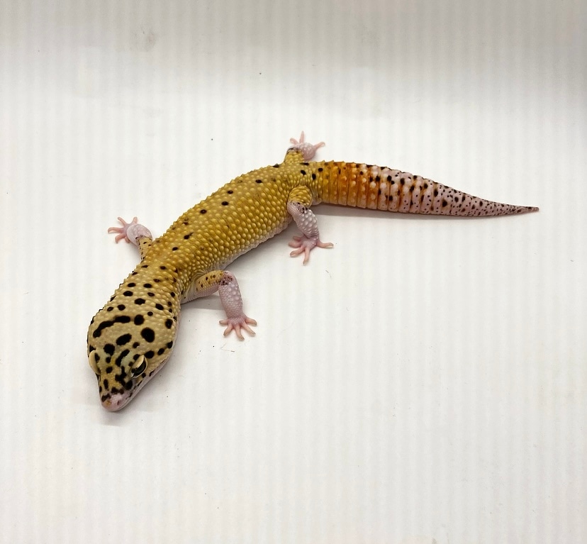 G Project Eclipse Leopard Gecko by Hard Rock Leppard Geckos - MorphMarket