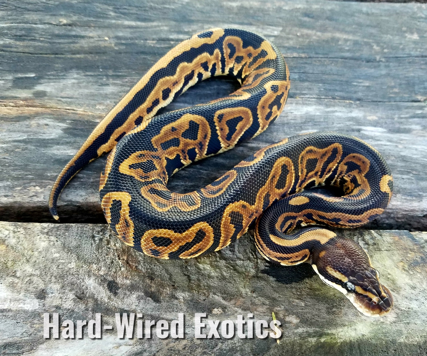 Leopard Black Pastel Ball Python by Hard Wired Exotics - MorphMarket