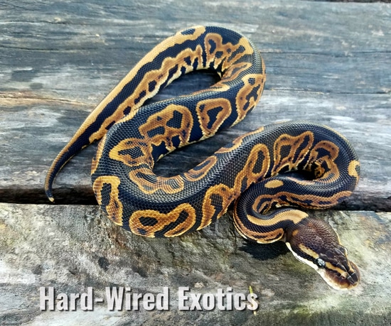 Leopard Black Pastel Ball Python by Hard Wired Exotics