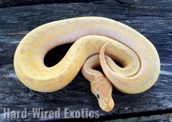 Banana Ultramel Pinstripe Ball Python by Hard Wired Exotics